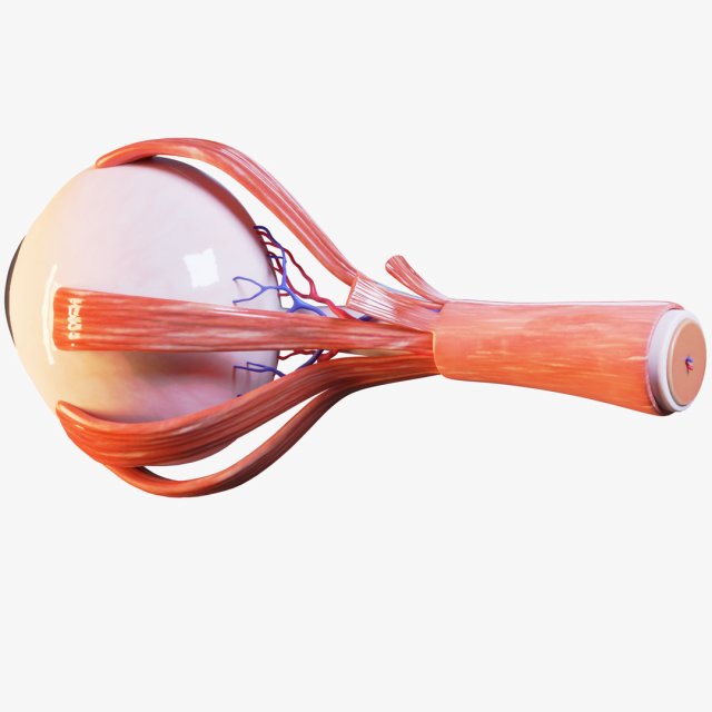 Cross Section Eye Anatomy 3D Model in Anatomy 3DExport