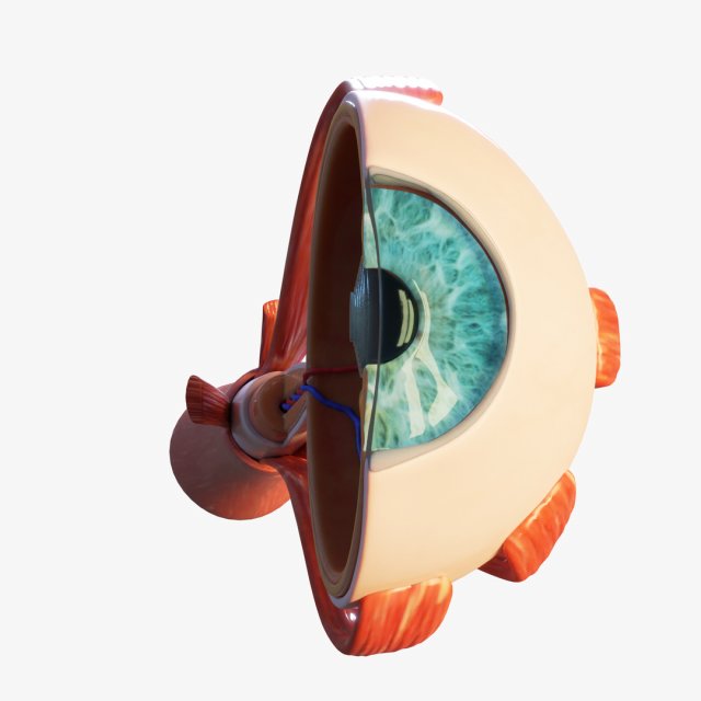 Cross Section Eye Anatomy 3D Model in Anatomy 3DExport