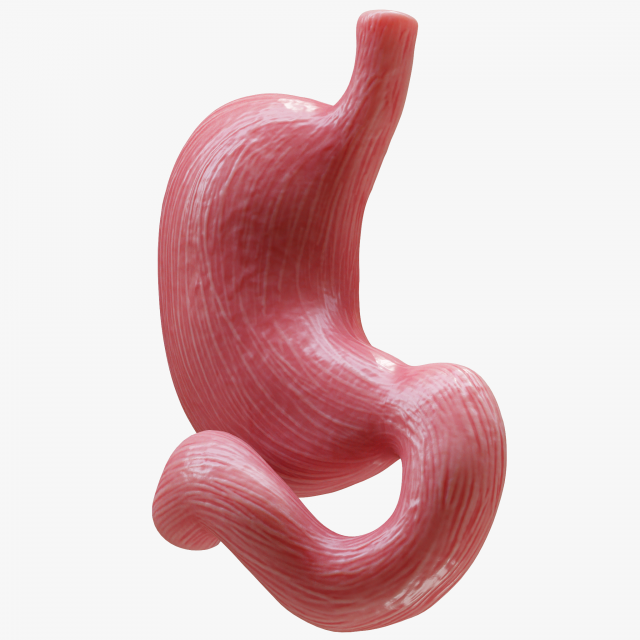 Human Stomach 3D Model in Anatomy 3DExport