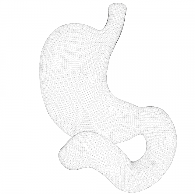 Human Stomach 3D Model in Anatomy 3DExport