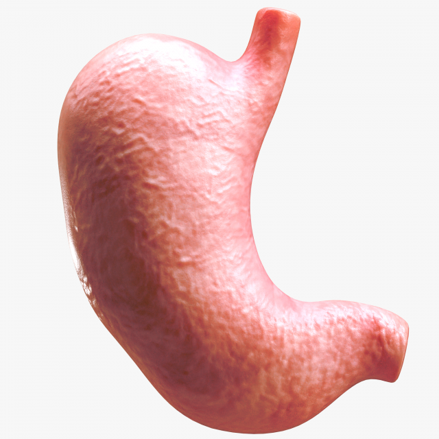 Human Stomach 3D Model in Anatomy 3DExport