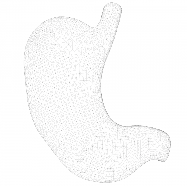 Human Stomach 3D Model in Anatomy 3DExport