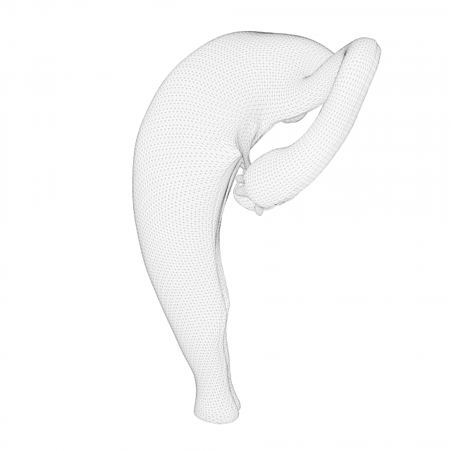 Female Reproductive System 3D Model in Anatomy 3DExport