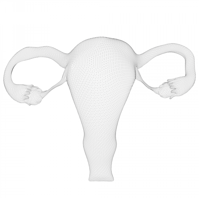 Female Reproductive System 3D Model in Anatomy 3DExport