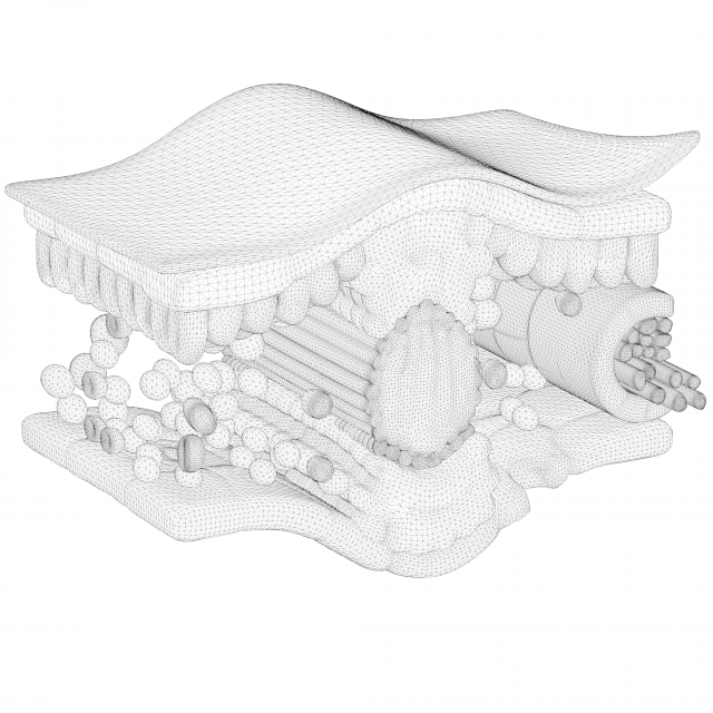 Leaf Anatomy Layers Structure 3D Model in Other 3DExport