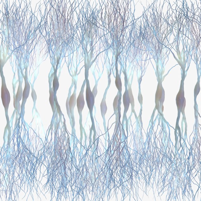 Pyramidal Neurons 3D Model in Anatomy 3DExport