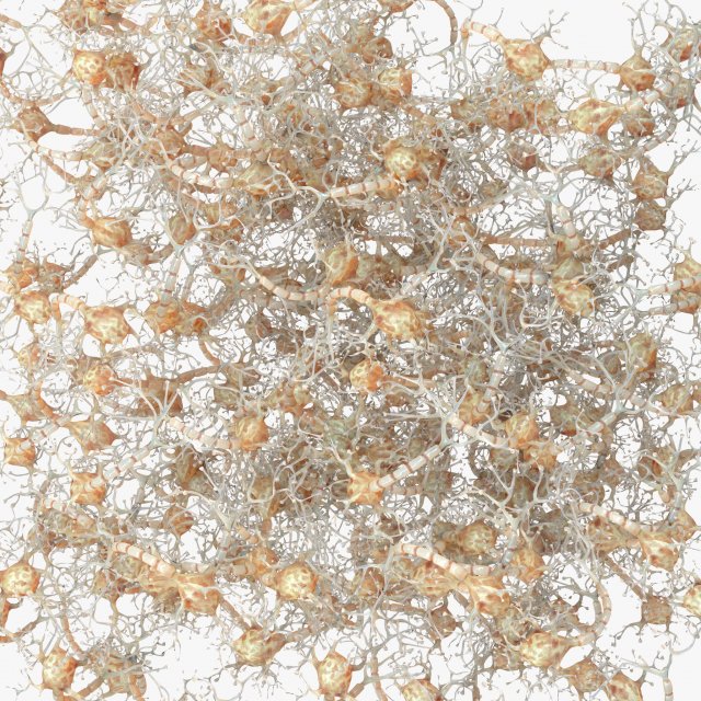 Neuron Human 3D Model in Anatomy 3DExport