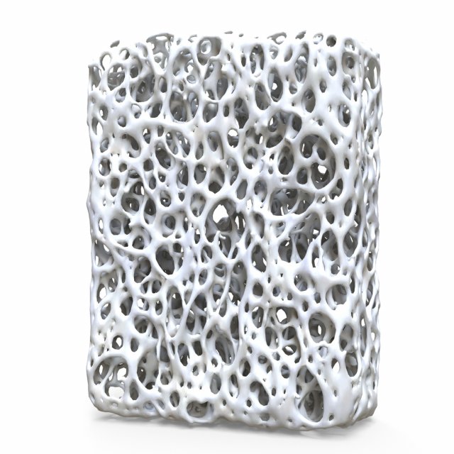 Bone Structure Sponge 3D Model in Anatomy 3DExport