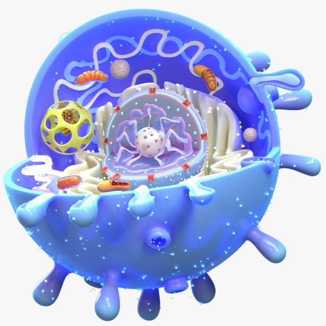 Animal Cell 3D Model in Anatomy 3DExport