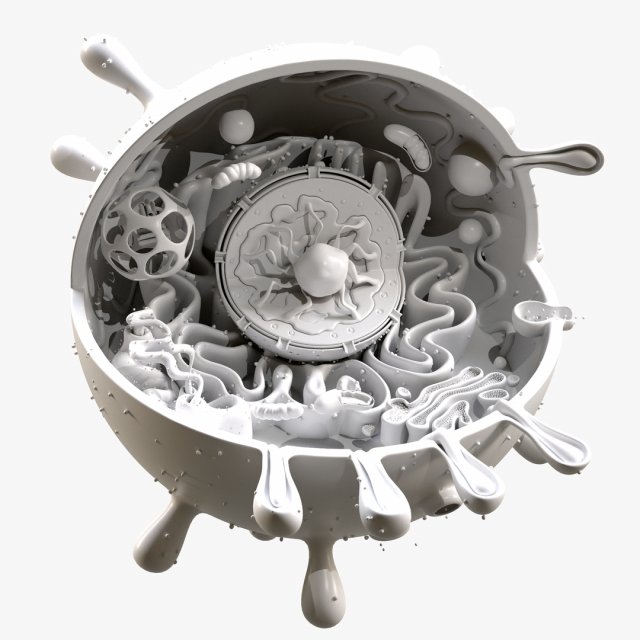 Animal Cell 3D Model in Anatomy 3DExport