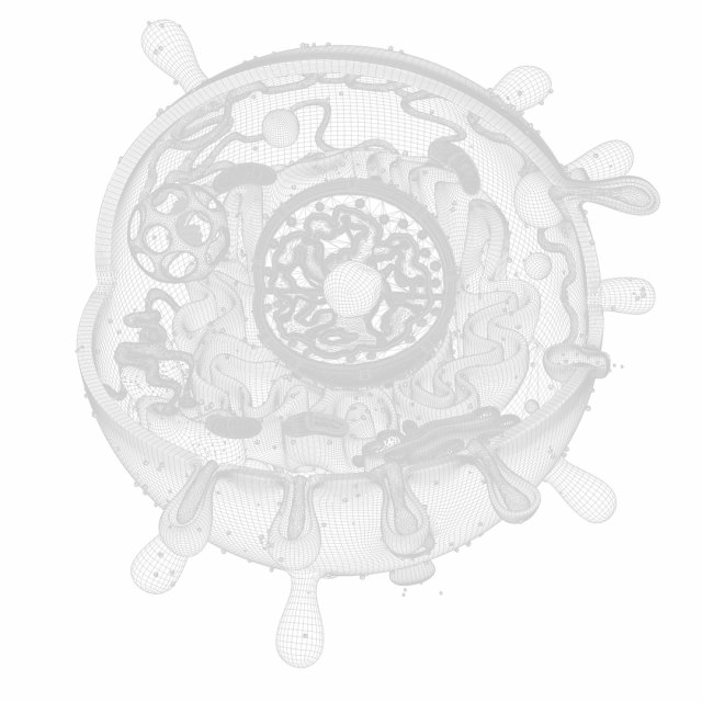 Animal Cell 3D Model in Anatomy 3DExport