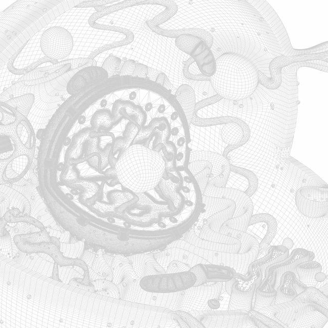 Animal Cell 3D Model in Anatomy 3DExport