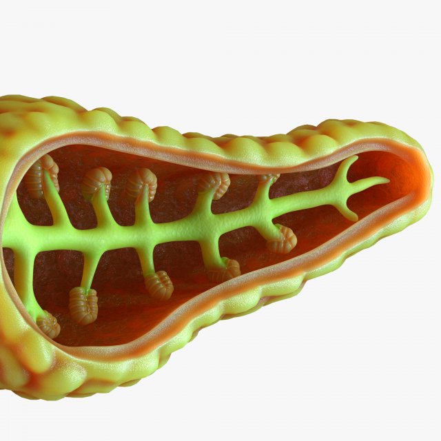 Human Pancreas Anatomy 3D Model in Anatomy 3DExport