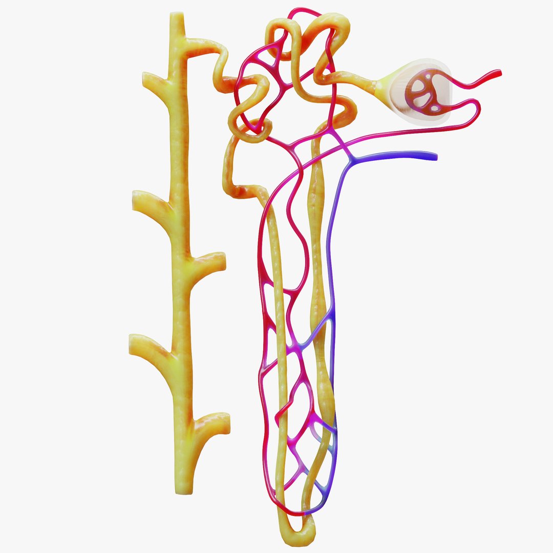 Nephron Model