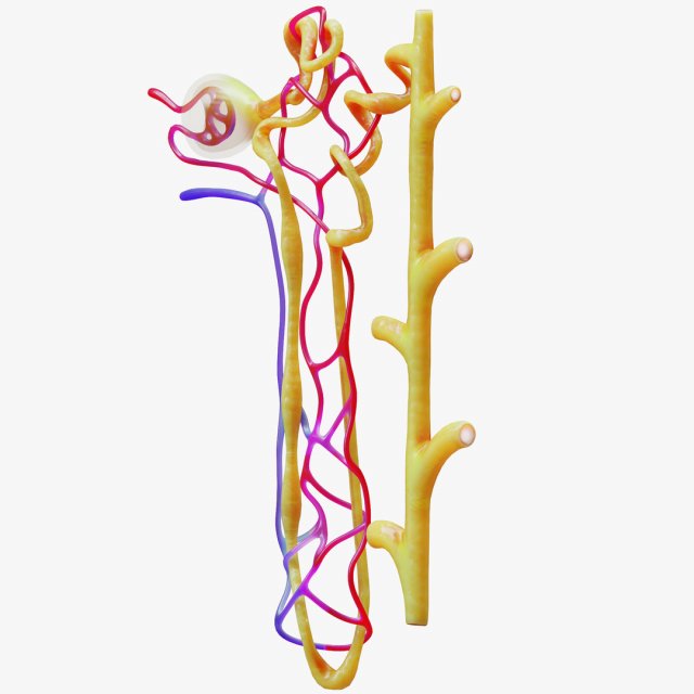 Kidney Nephron 3D Model in Anatomy 3DExport