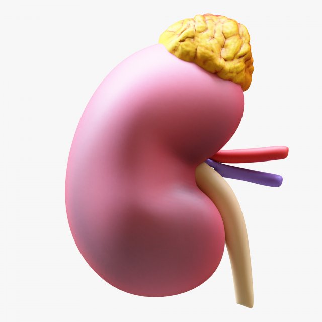 Human Kidney Anatomy Cross Section 3D Model in Anatomi 3DExport