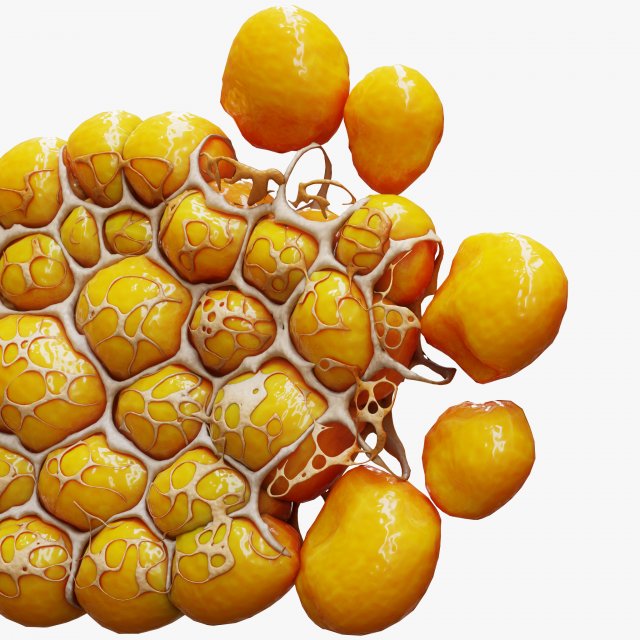 Fat Cell Anatomy 3D Model in Anatomy 3DExport