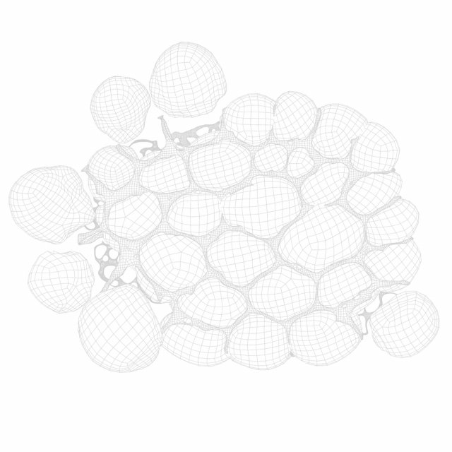 Fat Cell Anatomy 3D Model in Anatomy 3DExport