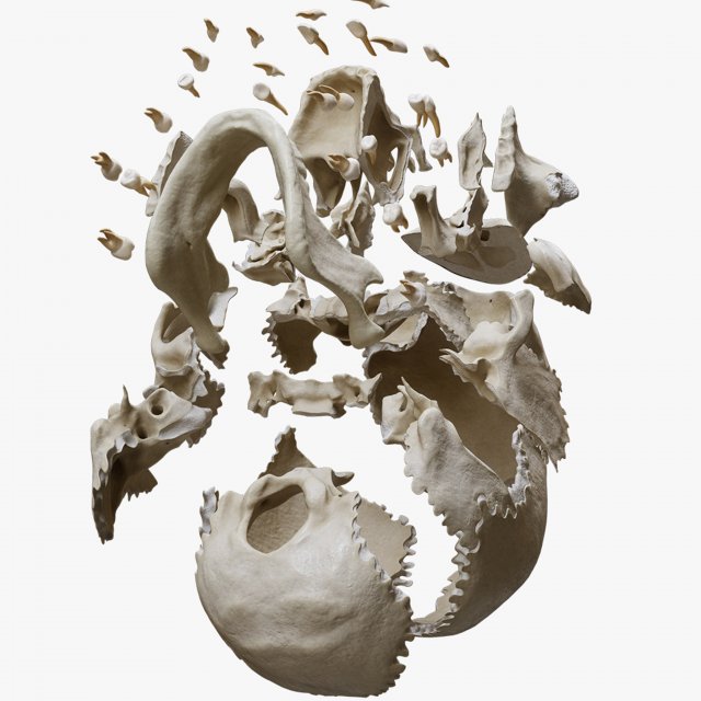Human Skull Explode Anatomy Atlas Modelo 3D in Anatomía 3DExport