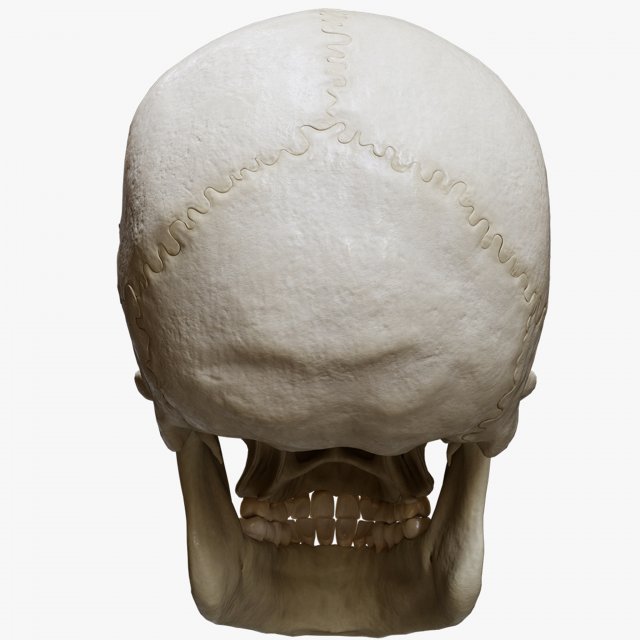 Human Skull Explode Anatomy Atlas 3D Model in Anatomy 3DExport