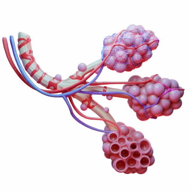Realistic Human Bronchi Alveoli Anatomy 3D Model in Anatomy 3DExport