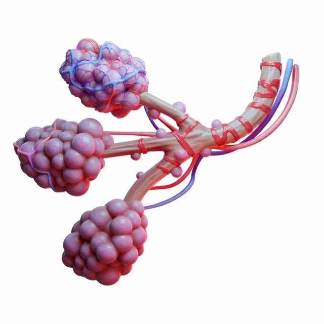 Realistic Human Bronchi Alveoli Anatomy 3D Model in Anatomy 3DExport