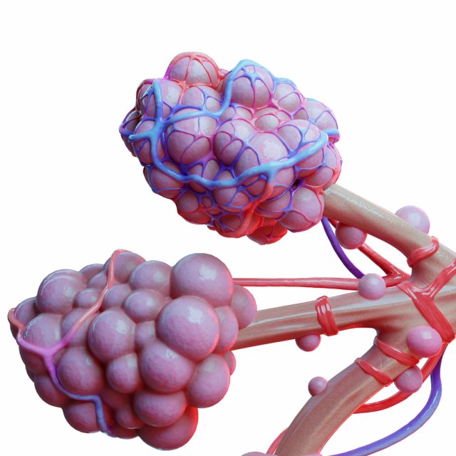 Realistic Human Bronchi Alveoli Anatomy 3D Model in Anatomy 3DExport