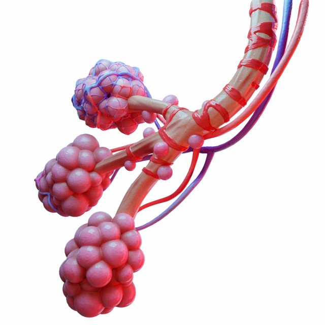 Realistic Human Bronchi Alveoli Anatomy 3D Model in Anatomy 3DExport