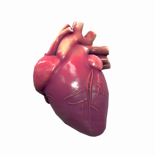 Human Heart Anatomy 3D Model in Anatomy 3DExport