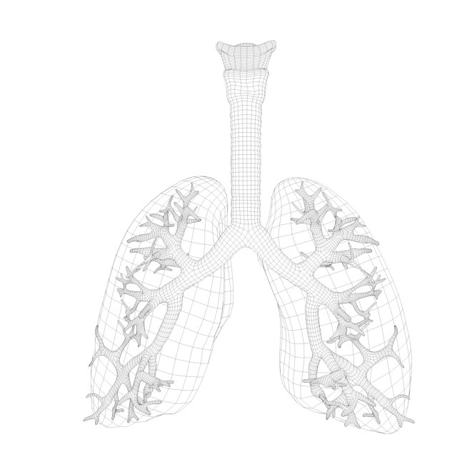 Human Lungs Anatomy Body Respiratory System 3D Model in Anatomy 3DExport