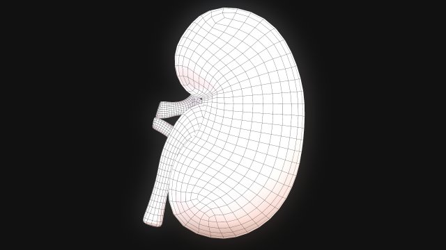Human Kidney Anatomy 3D Model in Anatomy 3DExport