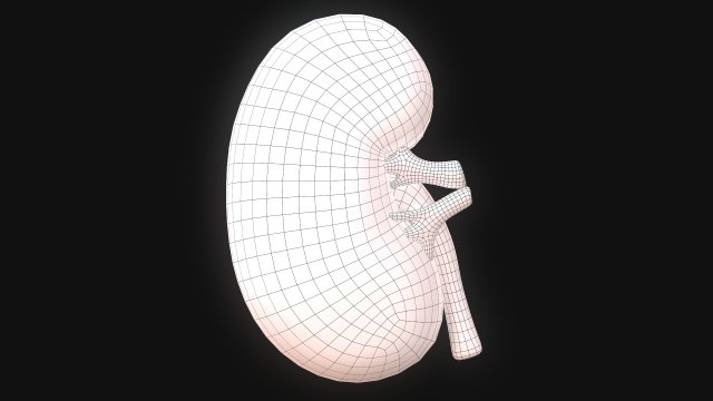 Human Kidney Anatomy 3D Model in Anatomy 3DExport
