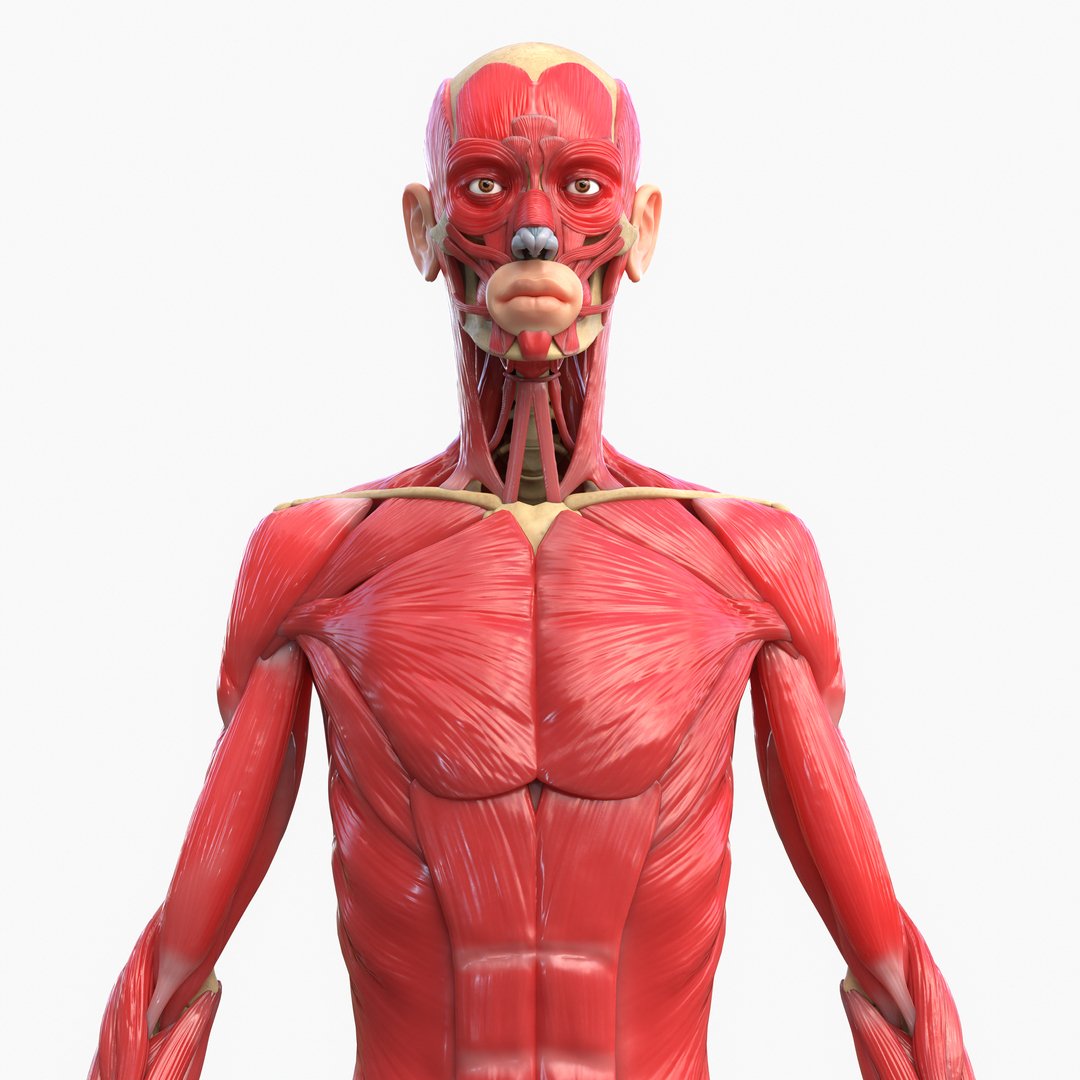 Muscle Models Anatomy