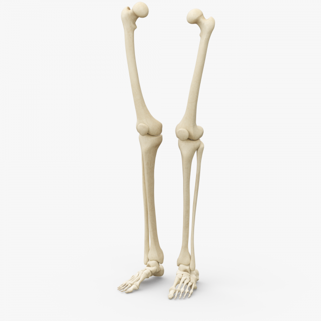 Human Legs Muscle Bone Anatomy 3D Model in Anatomy 3DExport