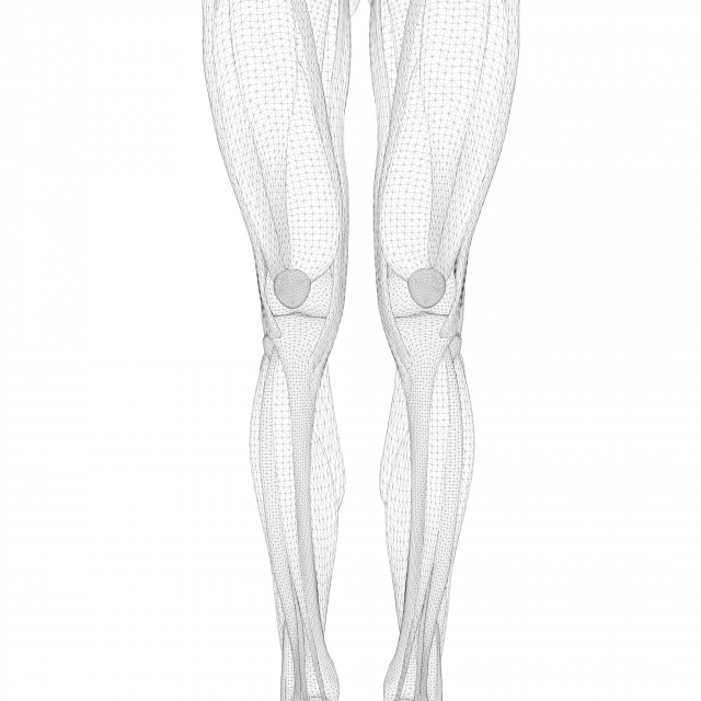 Human Legs Muscle Bone Anatomy 3D Model in Anatomy 3DExport