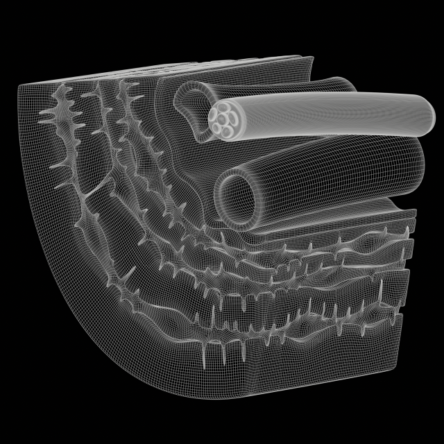 Osteocyte in compact bone Osteon 3D Model in Anatomy 3DExport