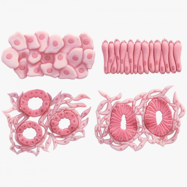 Epithelial Tissues 3D Model in Anatomy 3DExport