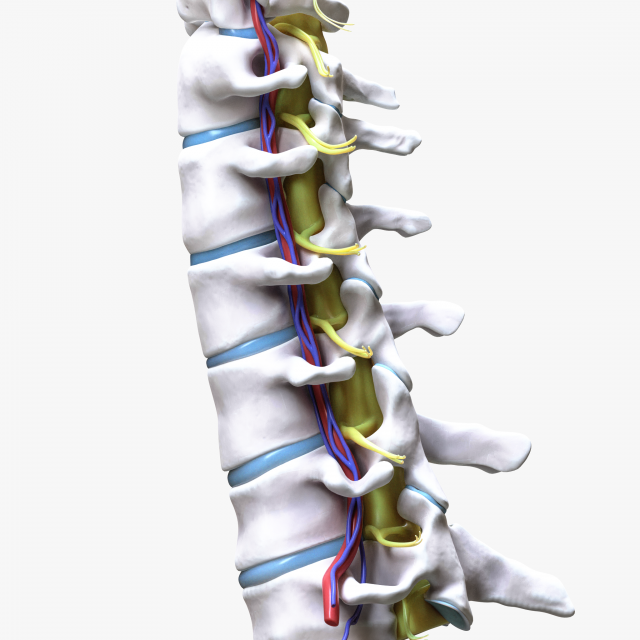 Cervical Spine Vertebrae 3D Model in Anatomy 3DExport