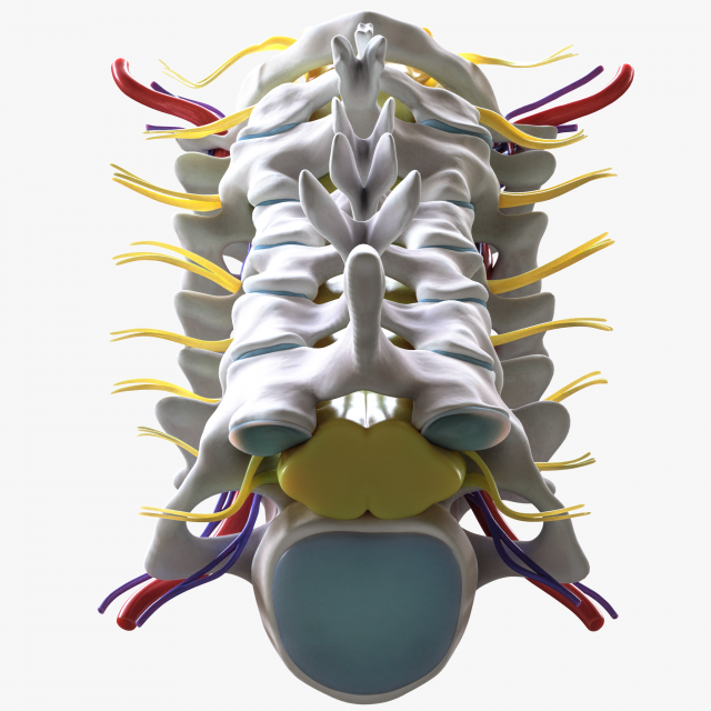 Cervical Spine Vertebrae 3D Model in Anatomy 3DExport