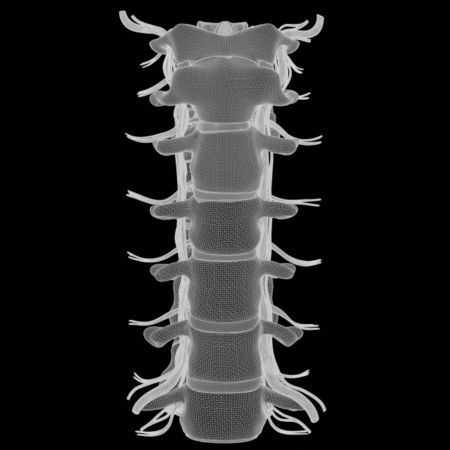 Cervical Spine Vertebrae 3D Model in Anatomy 3DExport