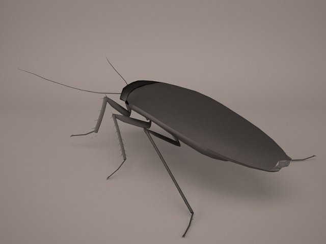 Roach 3D Model in Insects 3DExport