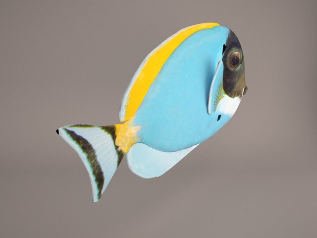 blue tang fish 3D Model in Fish 3DExport