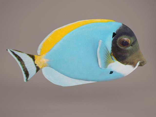 blue tang fish 3D Model in Fish 3DExport