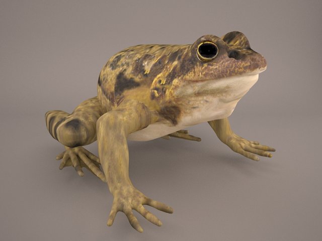 frog 3d model 3D Model in Other 3DExport