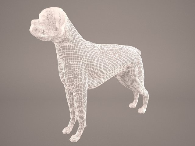 boxer 3D Model in Dog 3DExport