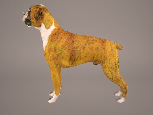 boxer 3D Model in Dog 3DExport
