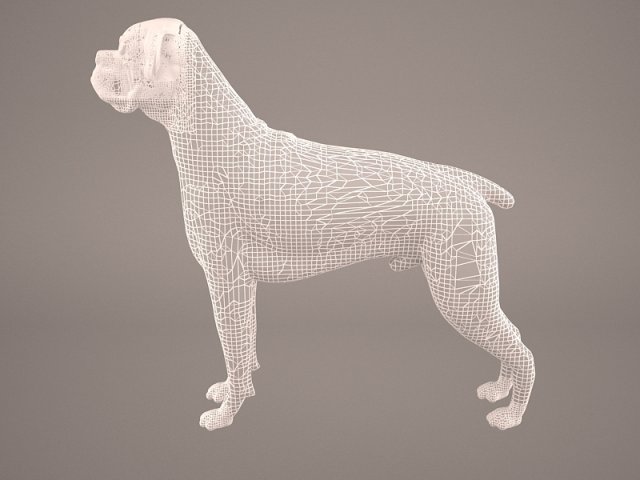 boxer 3D Model in Dog 3DExport