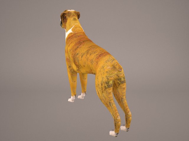 boxer 3D Model in Dog 3DExport