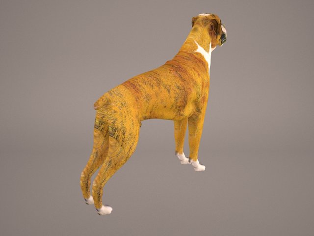 boxer 3D Model in Dog 3DExport