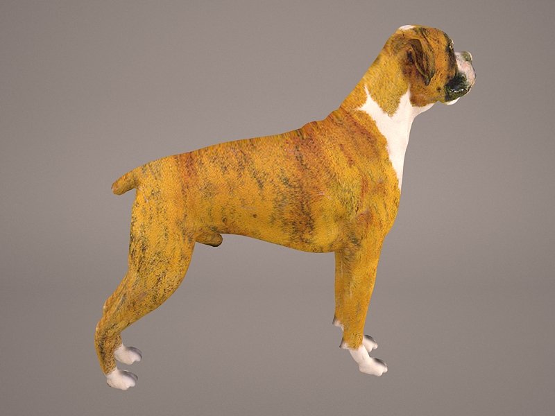Boxer 3D Model in Dog 3DExport